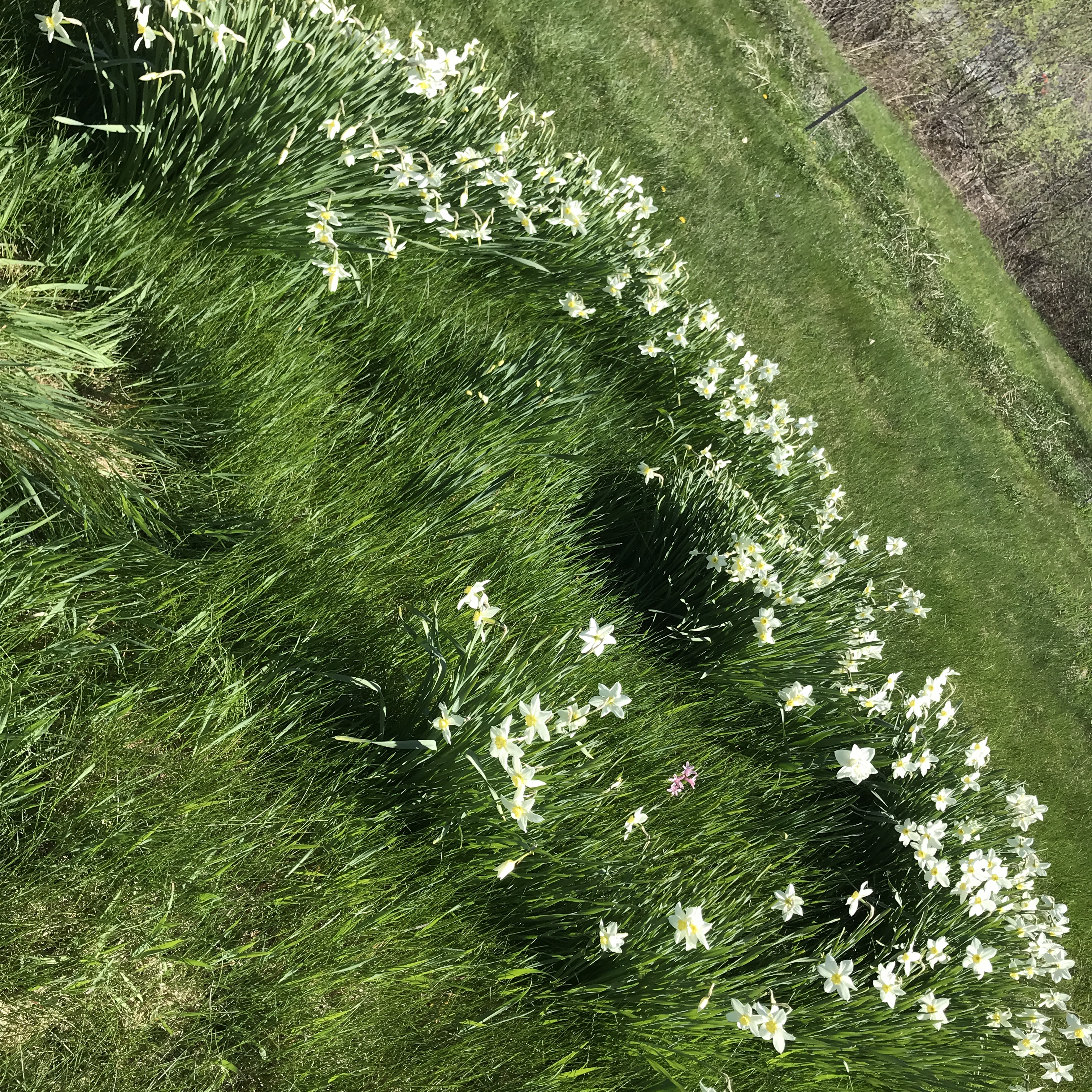 Friday in Pictures: Early Spring Flowers – Rock Bottom Homestead
