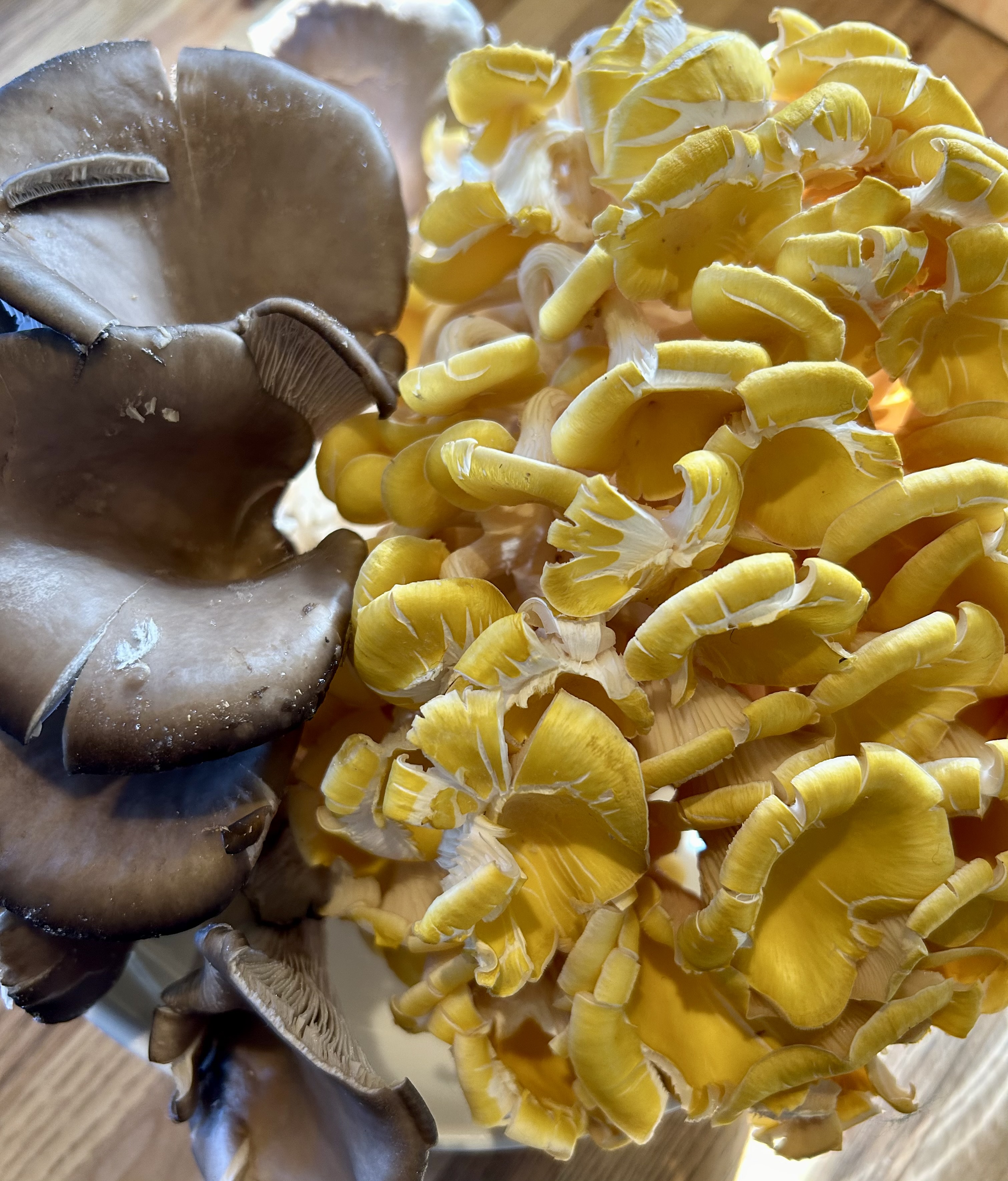 Recipe Thursday: Mushroom Chickpea Barley Stew and Focaccia – Rock ...